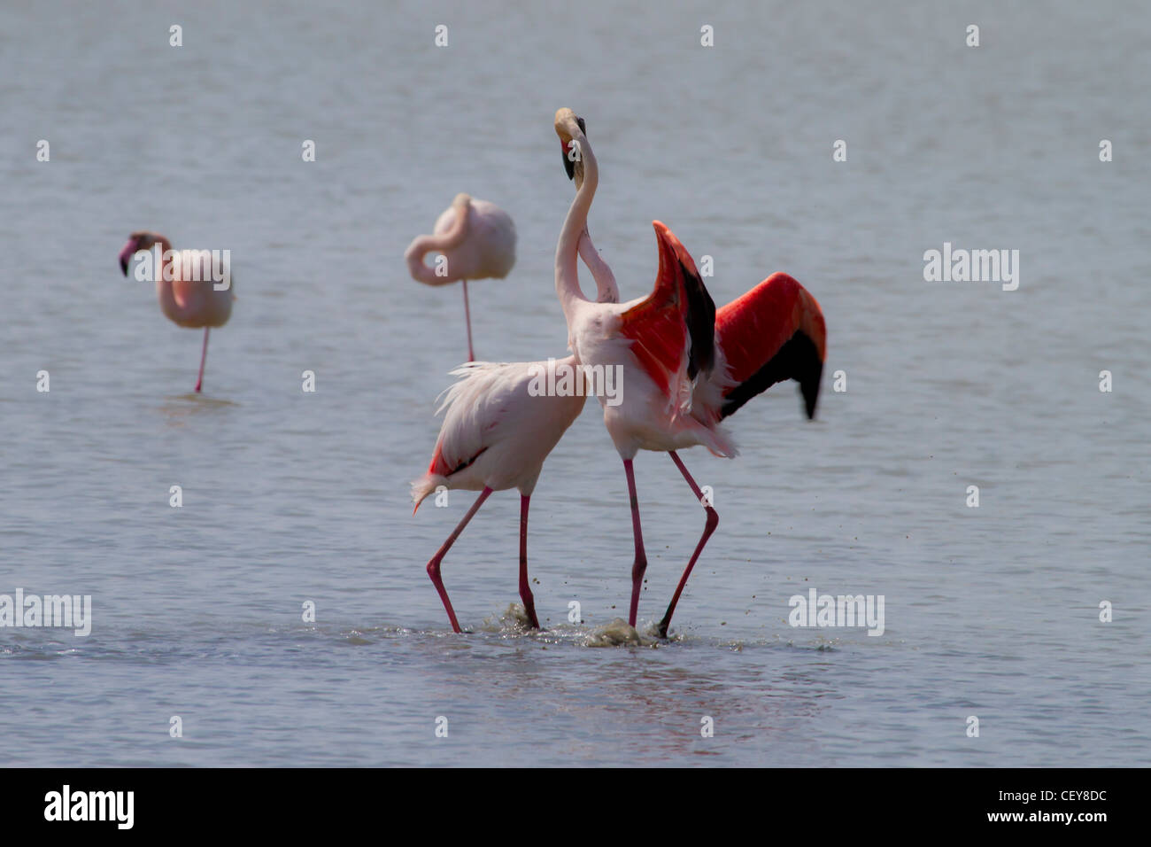 Flamingo kiss hi-res stock photography and images - Alamy