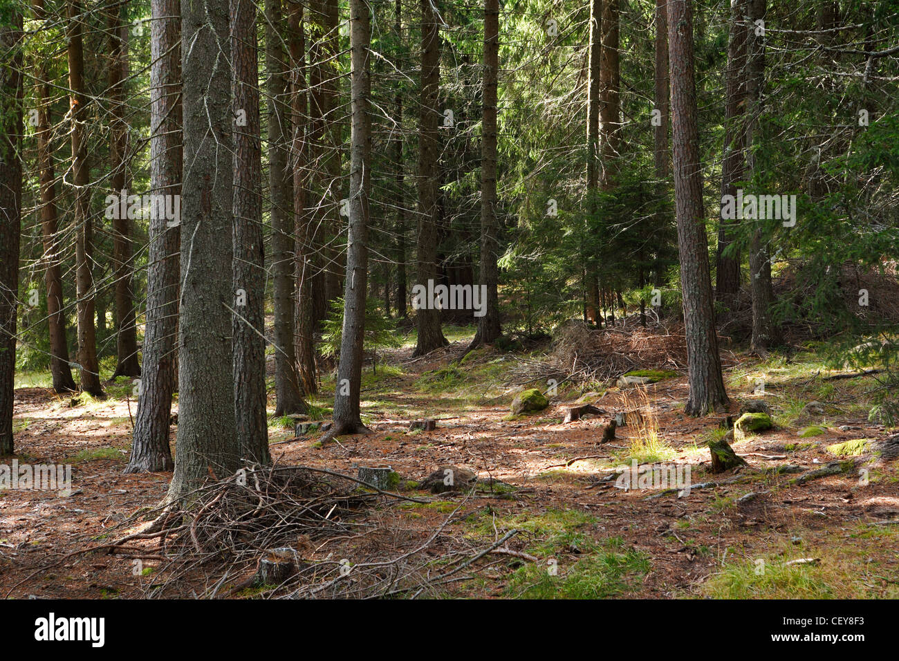 Autumn colors of Rodopi mountains, Bulgaria Stock Photo - Alamy