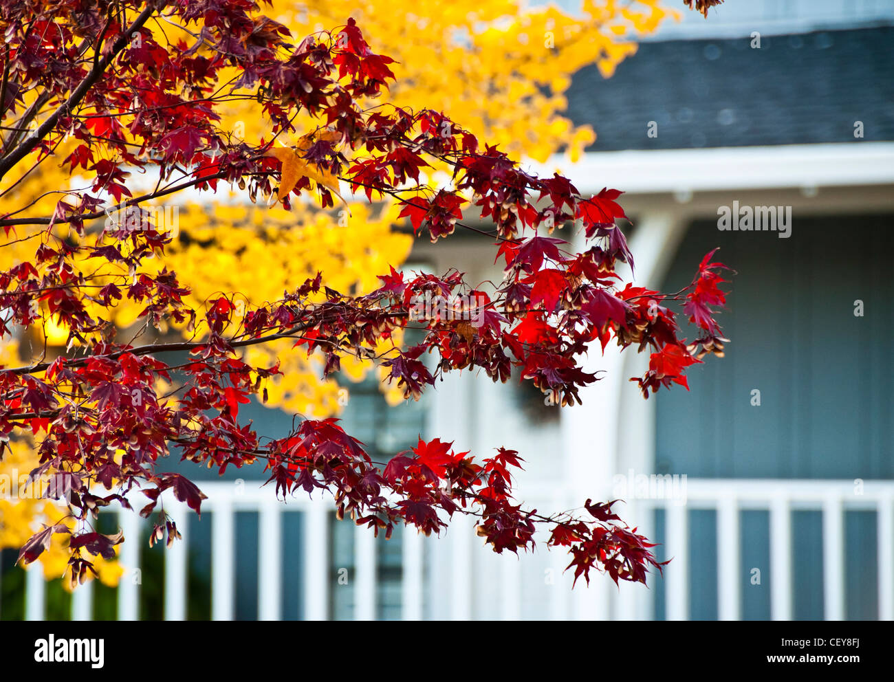 autumn color stands out in a suburban environment Stock Photo - Alamy