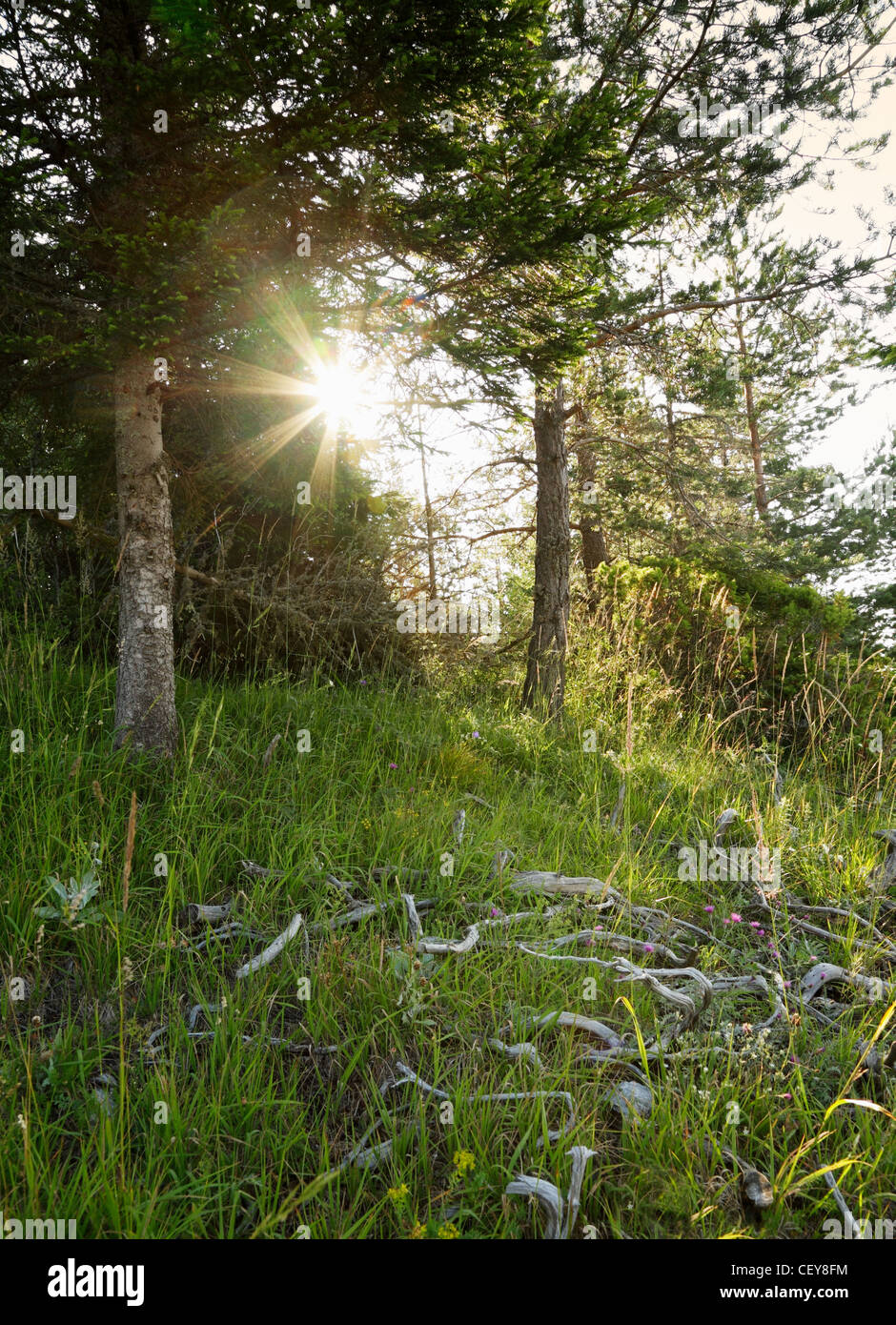 Rodopi mountains hi-res stock photography and images - Alamy