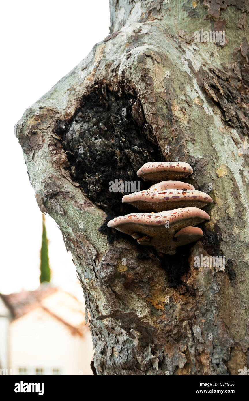 layered fungus growing from a knot in a tree Stock Photo - Alamy