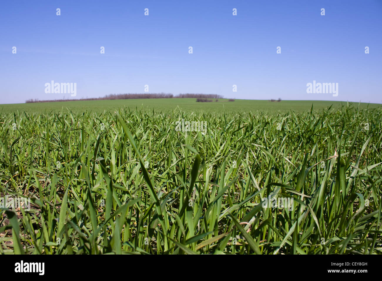Field of juicy grass Stock Photo - Alamy