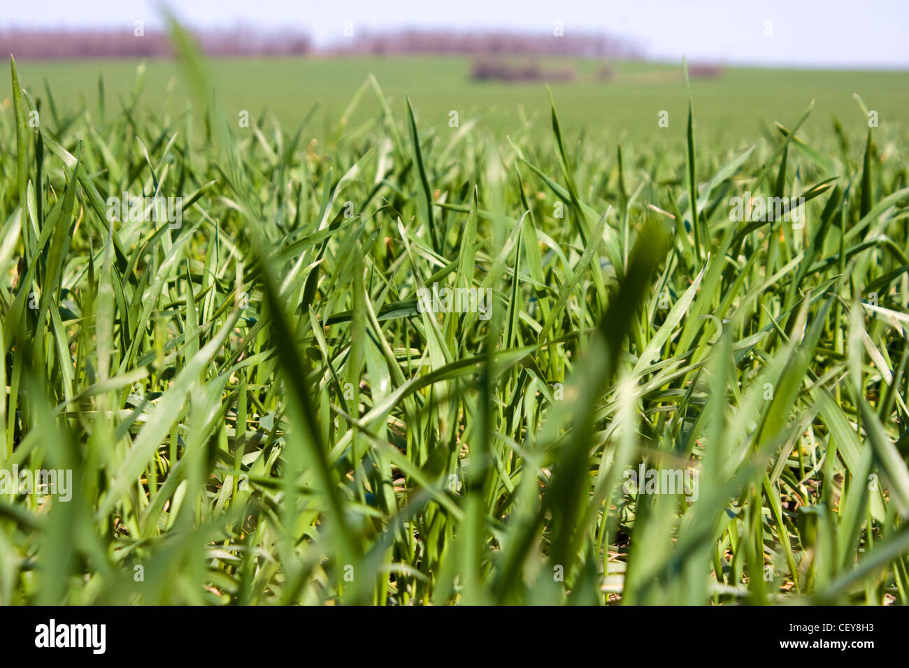Field of juicy grass Stock Photo - Alamy