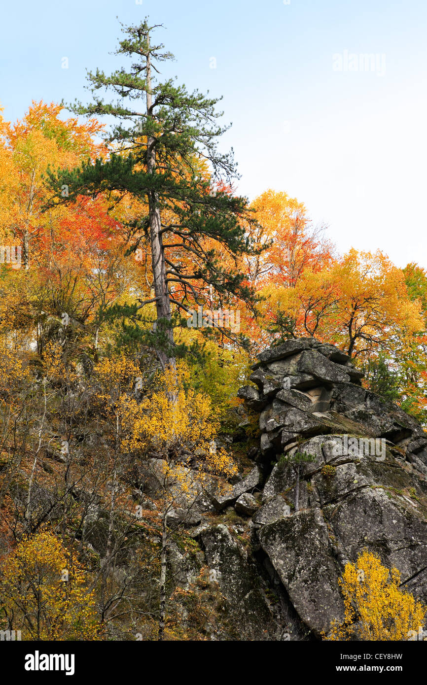 Single pine tree in a colorful autumn forest Stock Photo - Alamy