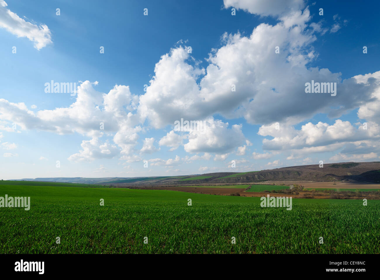 Landscape with spring green field and blue sky with beautiful clouds ...