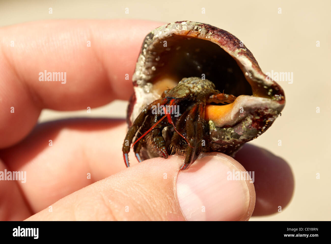 Sea shell crab hi-res stock photography and images - Alamy