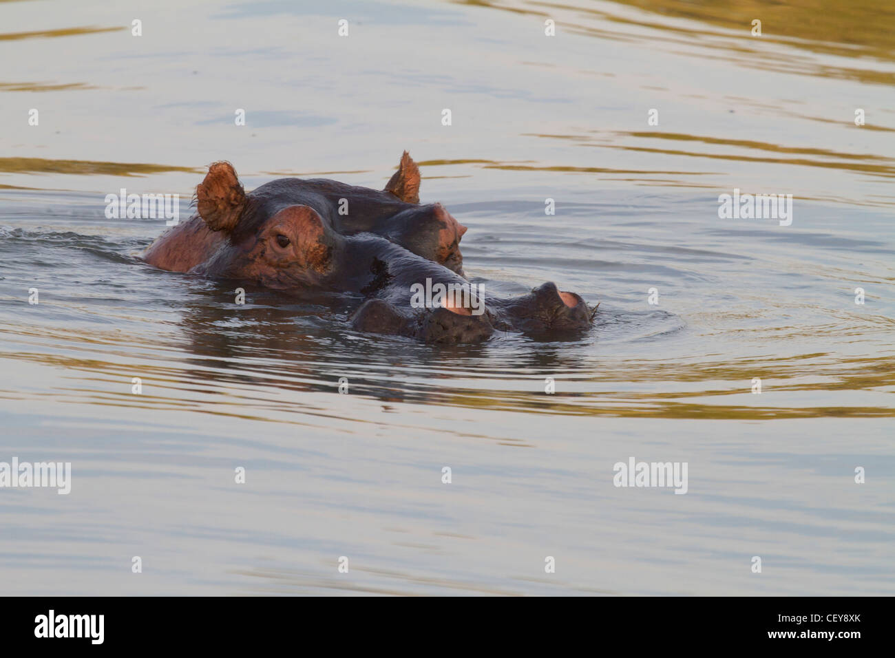 hippo in the sunset Stock Photo - Alamy