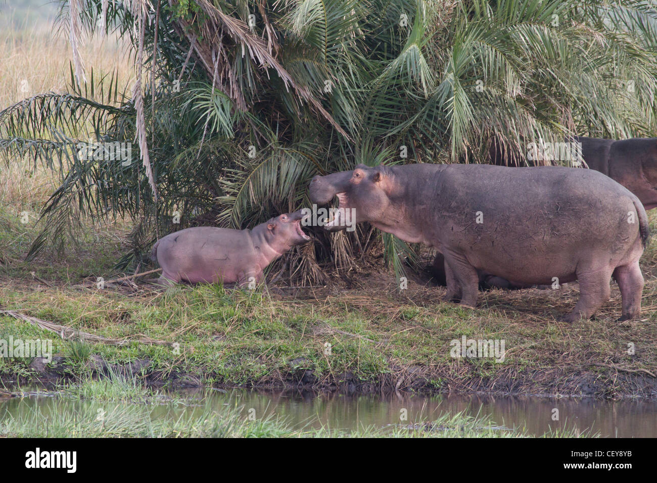 Hippo family hi-res stock photography and images - Alamy