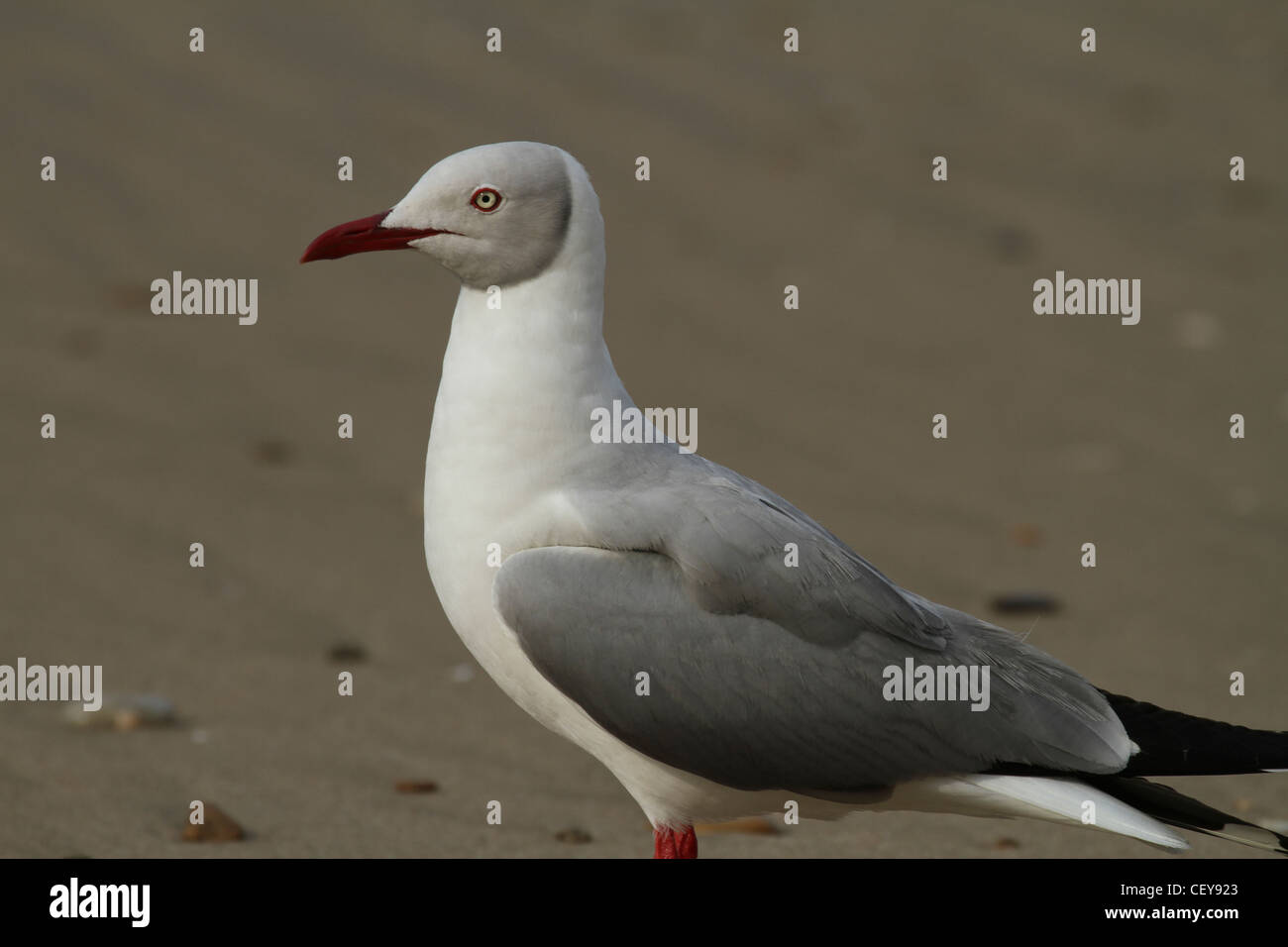 Grey Headed Gull Stock Photos & Grey Headed Gull Stock Images - Alamy