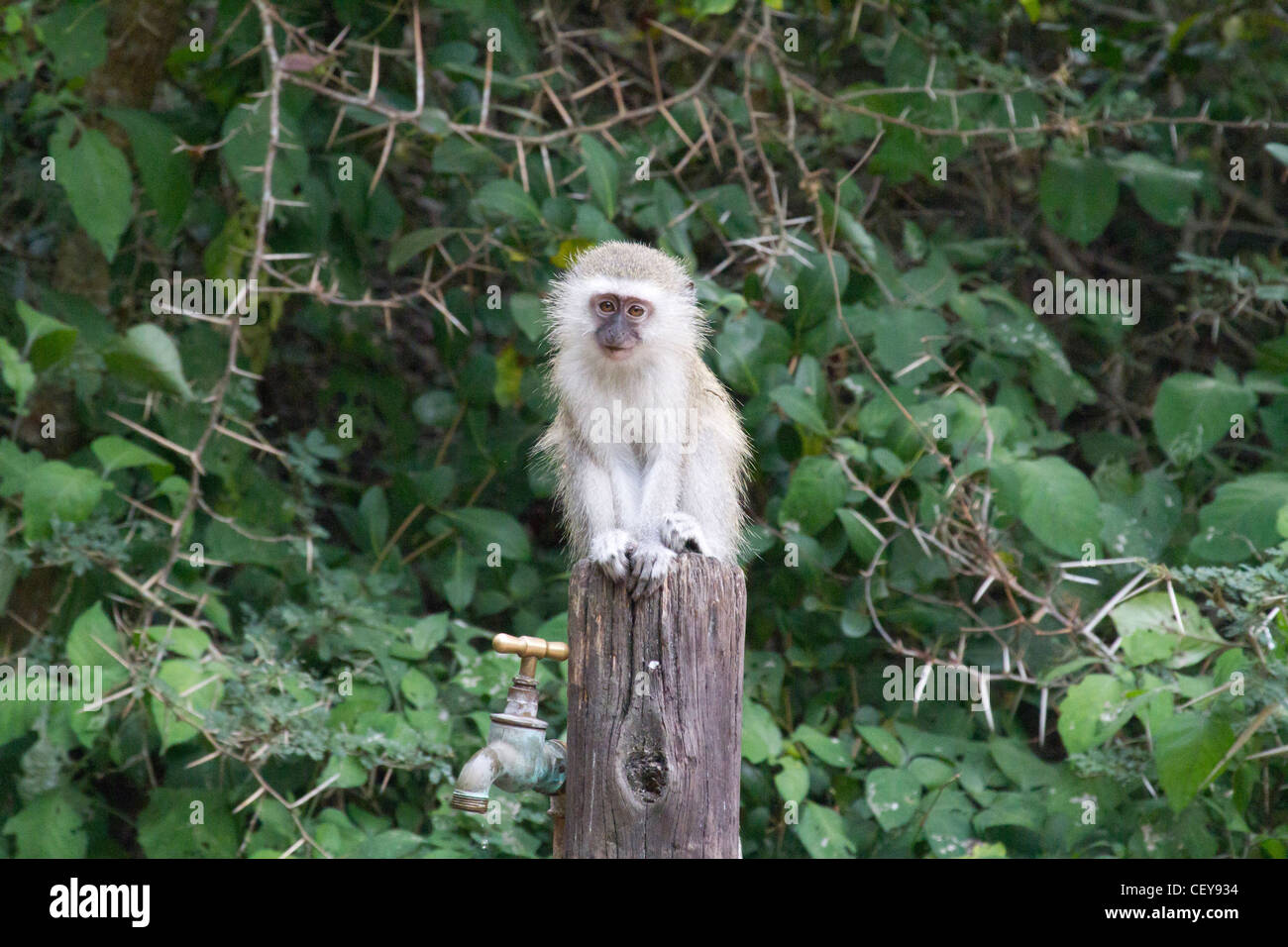 Cute monkey face hi-res stock photography and images - Alamy