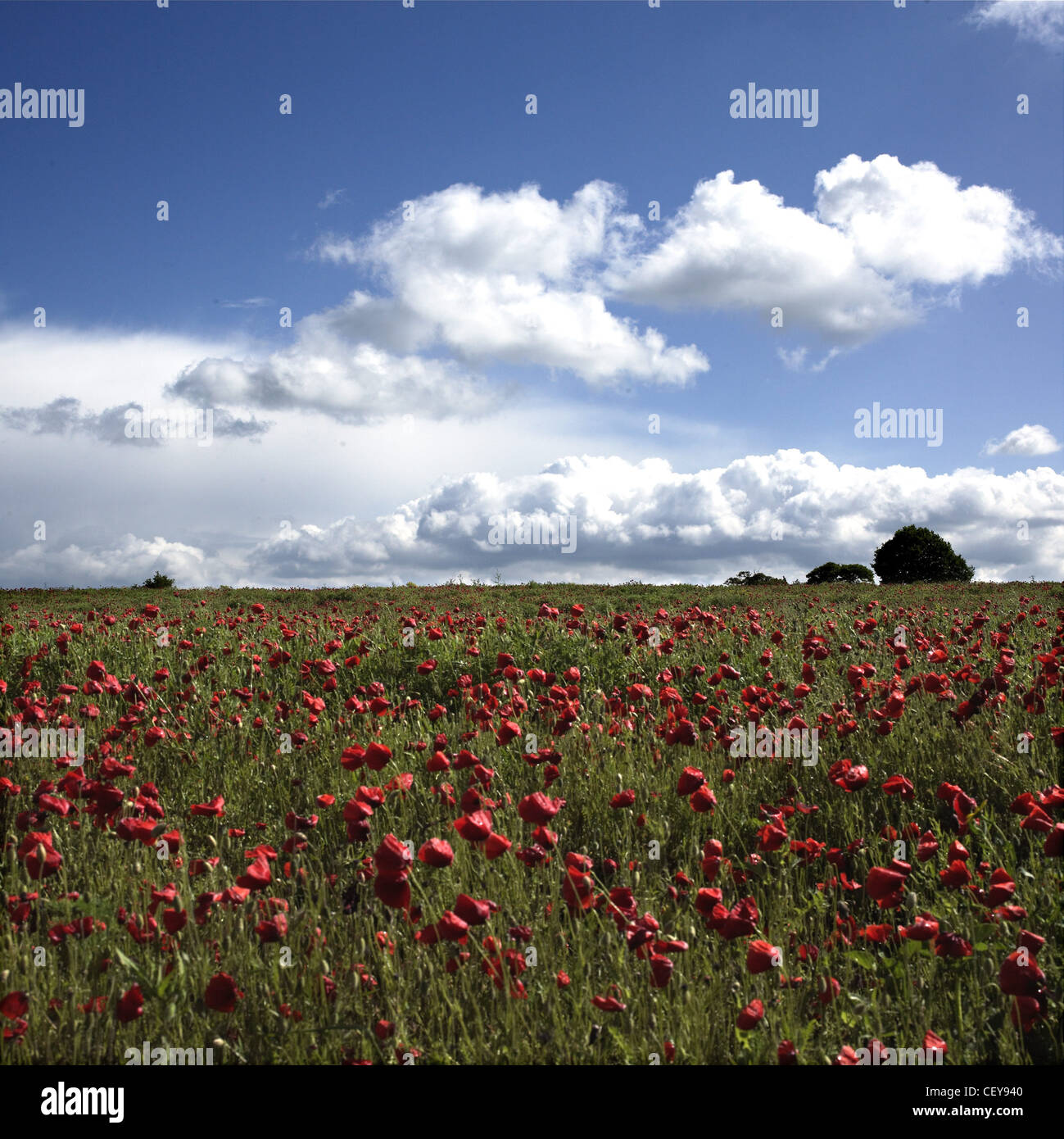 Poppy field with trees in distance, blue sky and fluffy clouds: CAMERA ...