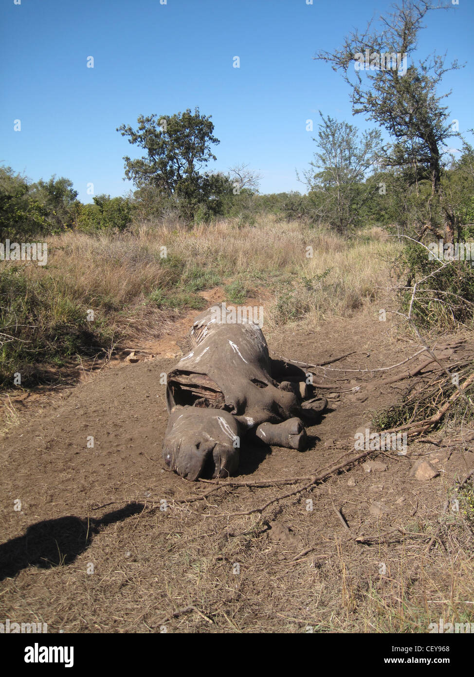 Rhinoceros attack hi-res stock photography and images - Alamy