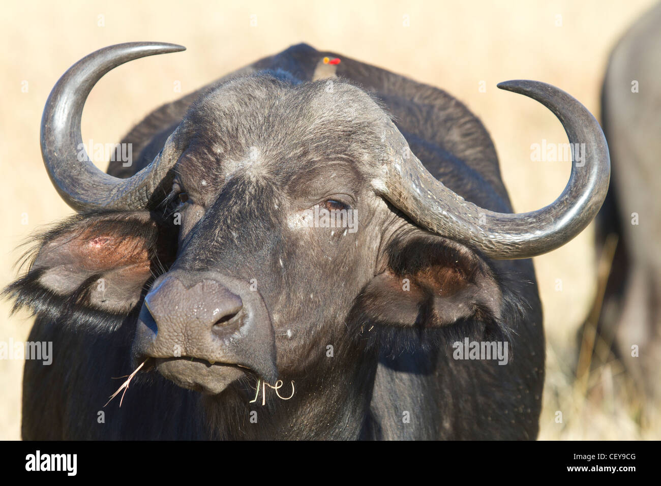 Buffalo horn hi-res stock photography and images - Alamy