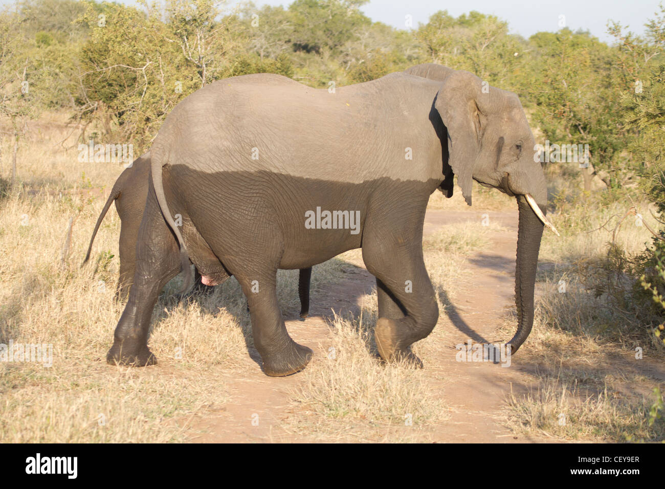 Half wet hi-res stock photography and images - Alamy