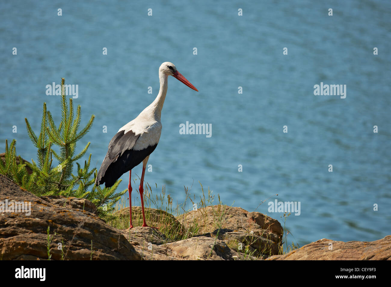 White stork on water hi-res stock photography and images - Alamy