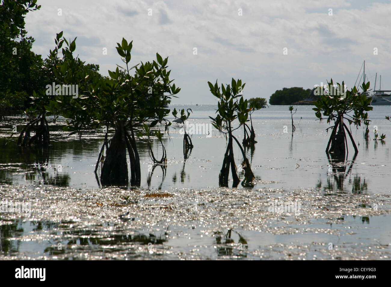 Little mangrove hi-res stock photography and images - Alamy