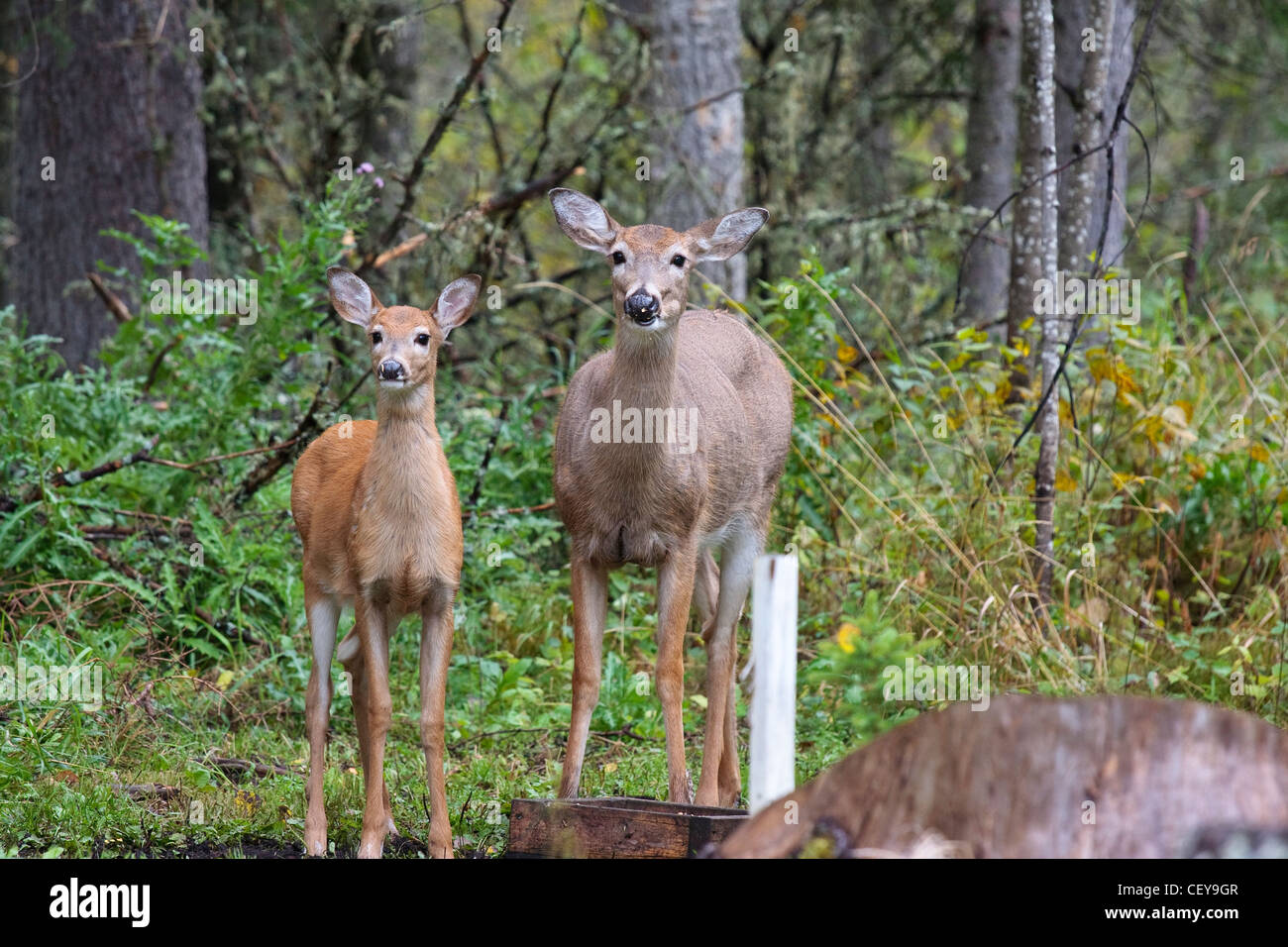Doe and fawn in garden Stock Photo - Alamy