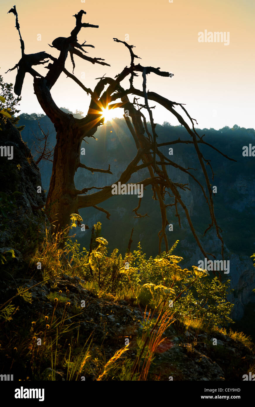 Scene with dead pine tree at sunset Stock Photo - Alamy