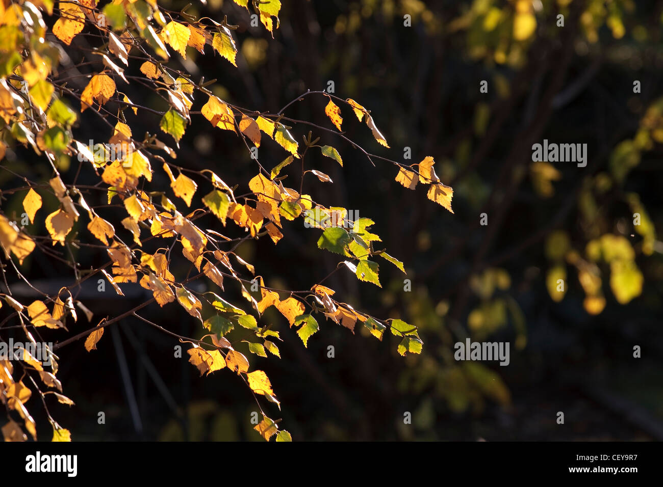 Birch leaves in fall colors Stock Photo - Alamy
