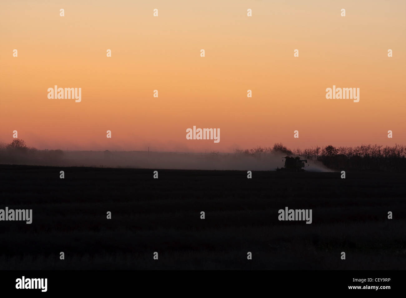 Combining canola at sunset Stock Photo - Alamy