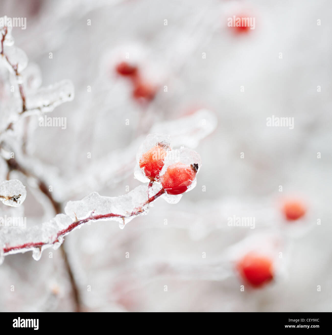 Frozen fruit of winter briar, covered with ice Stock Photo - Alamy