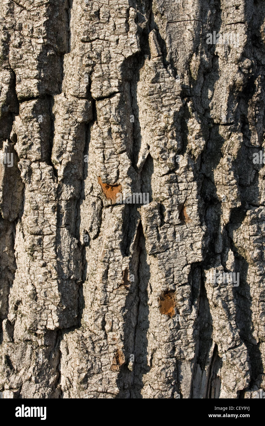 Bark of a tree, details visible. Deep DOF Stock Photo - Alamy