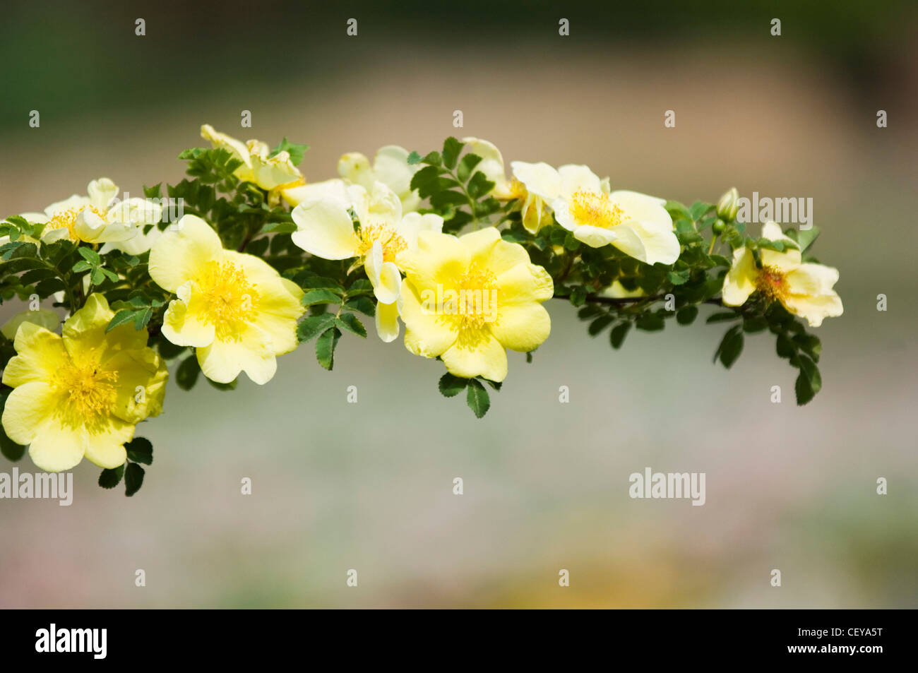 Small yellow flowers on branch Stock Photo - Alamy