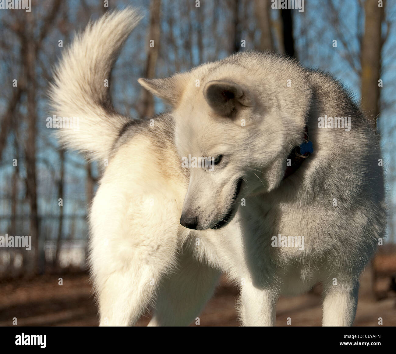 Siberian huskie hi-res stock photography and images - Alamy