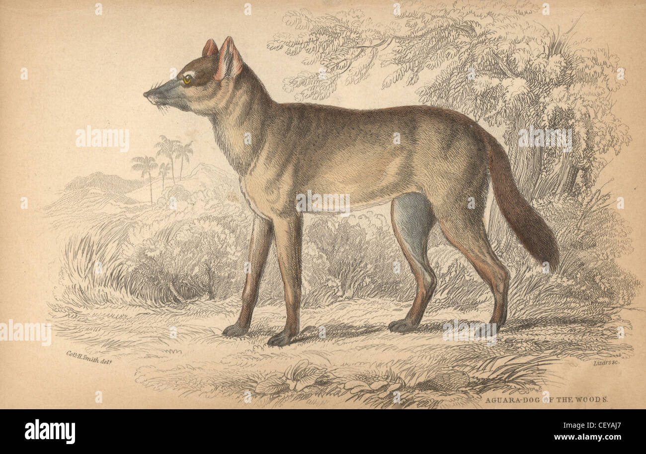 Aguara-dog of the woods, Dusicyon sylvestris Stock Photo - Alamy
