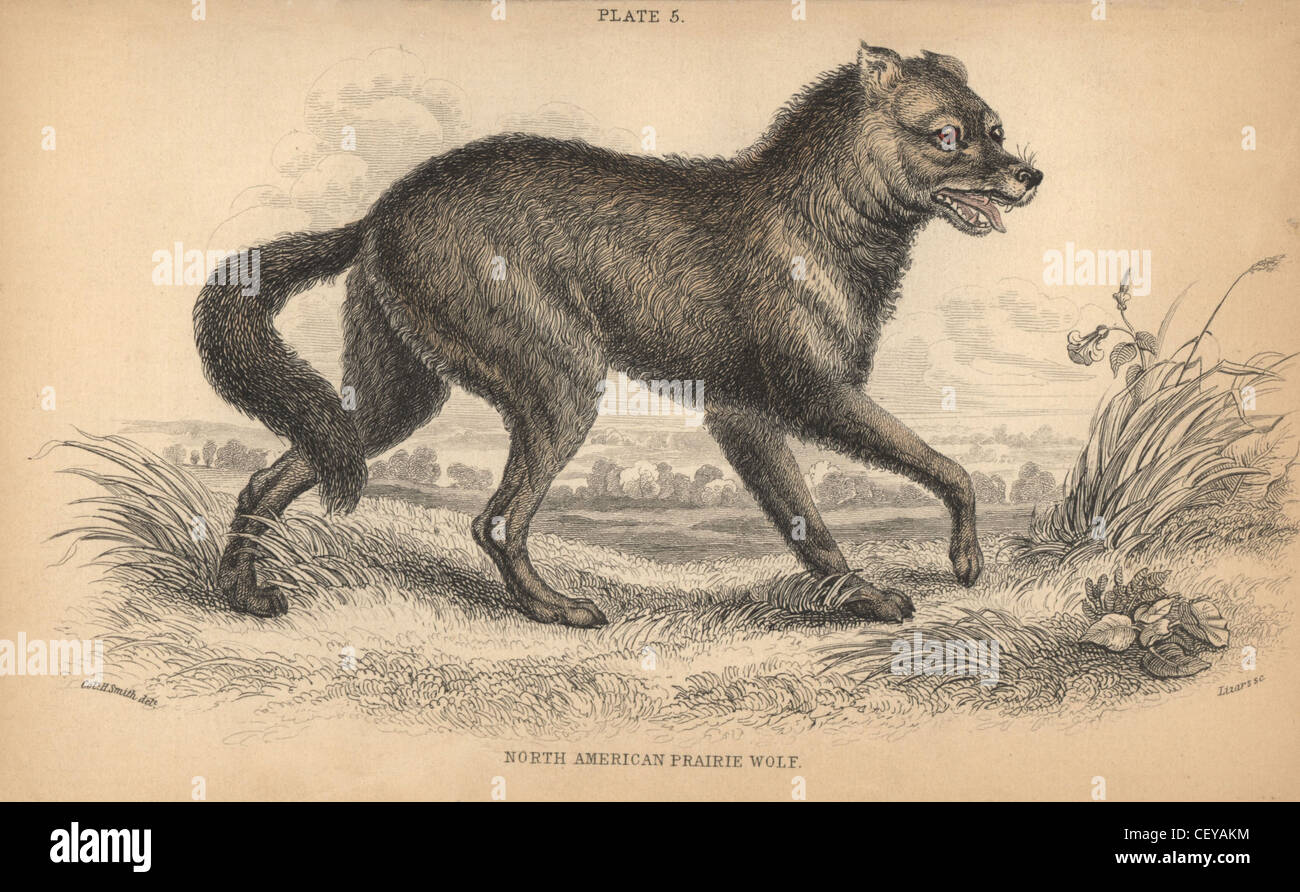 The prairie wolf hi-res stock photography and images - Alamy