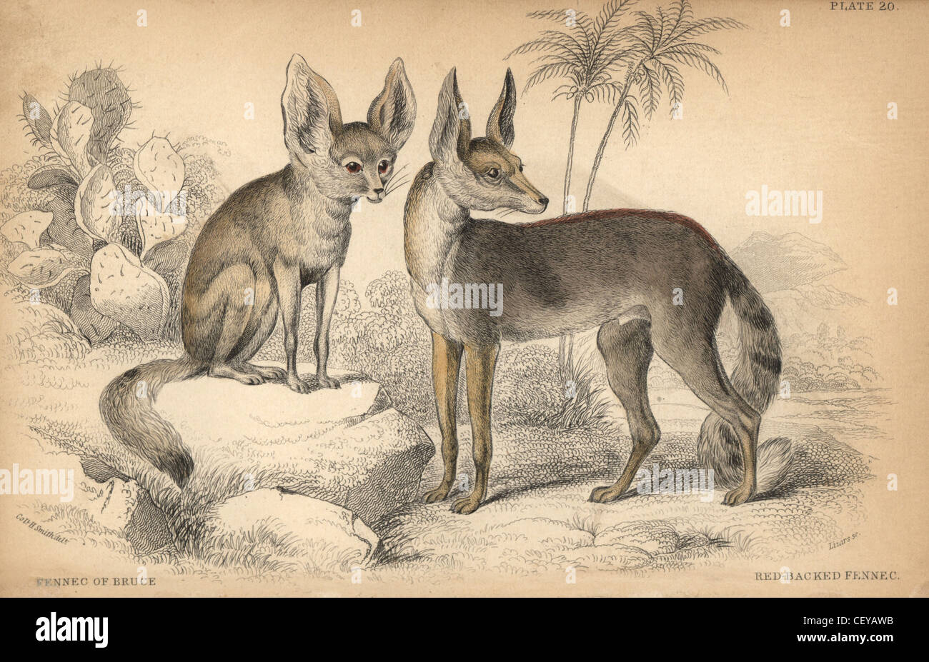 Fennec fox, Vulpes zerda Stock Photo - Alamy