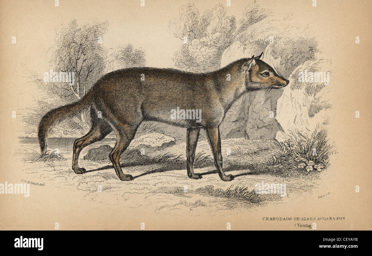 Pampas or Azara's fox, Lycalopex gymnocercus Stock Photo - Alamy