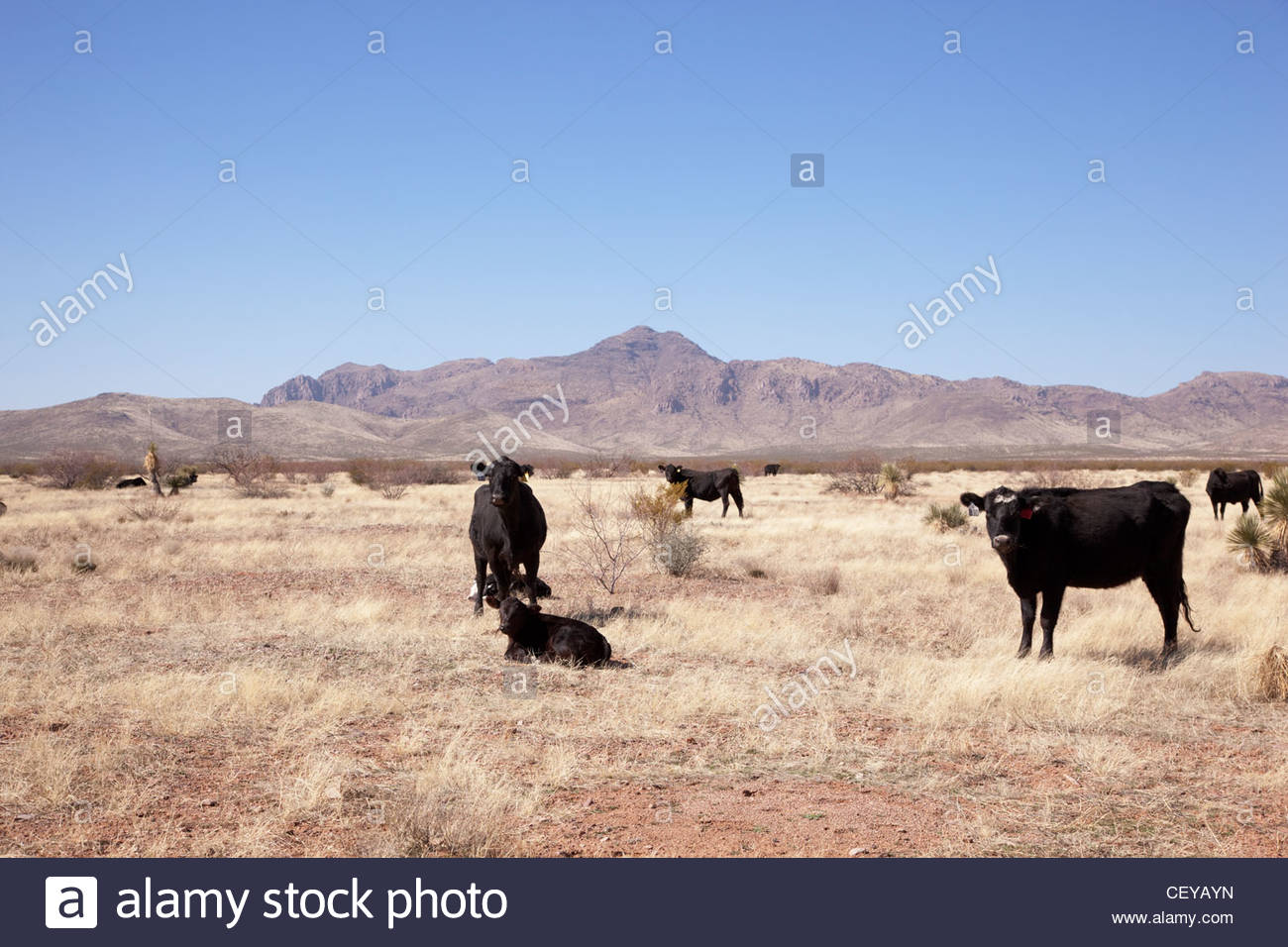 Desert Ranch Dry Stock Photos & Desert Ranch Dry Stock Images - Alamy