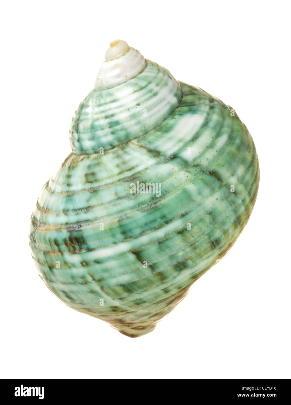 Shell Collector High Resolution Stock Photography and Images - Alamy