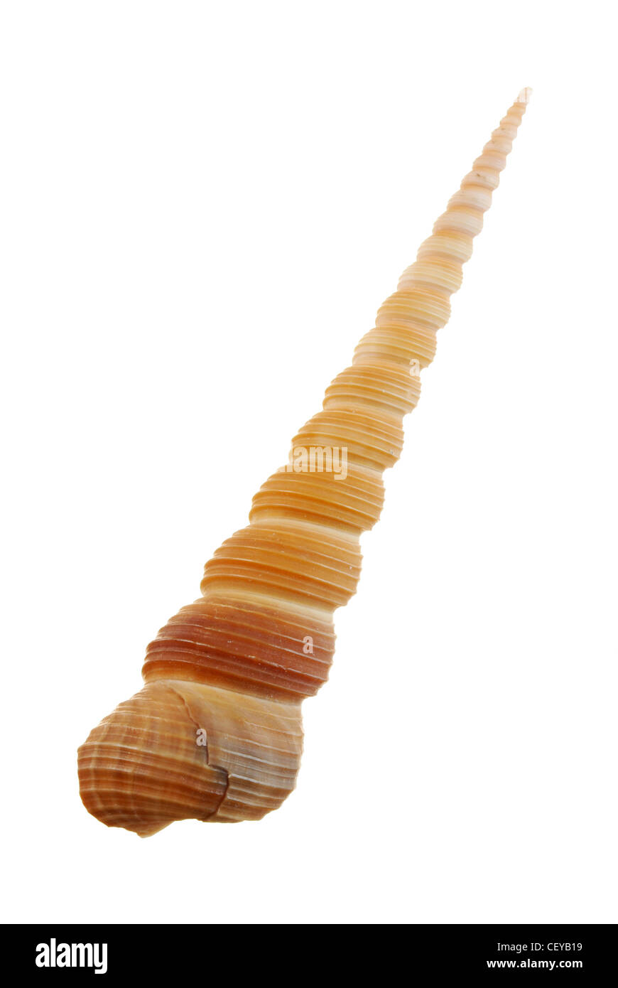 Auger Snail High Resolution Stock Photography and Images - Alamy