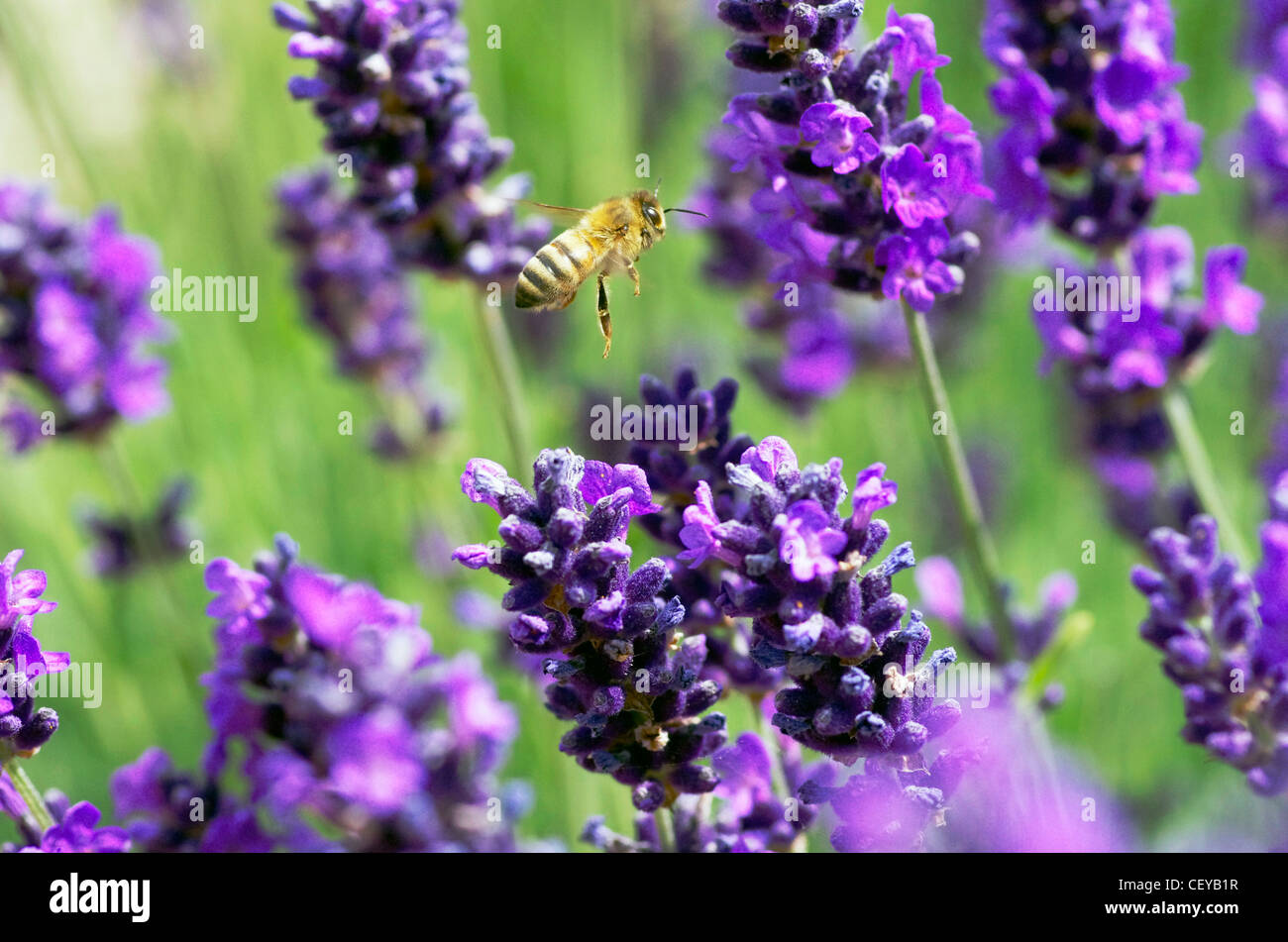 Honey bee flying between lavender flowers Stock Photo - Alamy