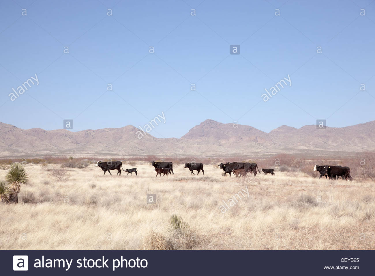 Desert Ranch Dry Stock Photos & Desert Ranch Dry Stock Images - Alamy