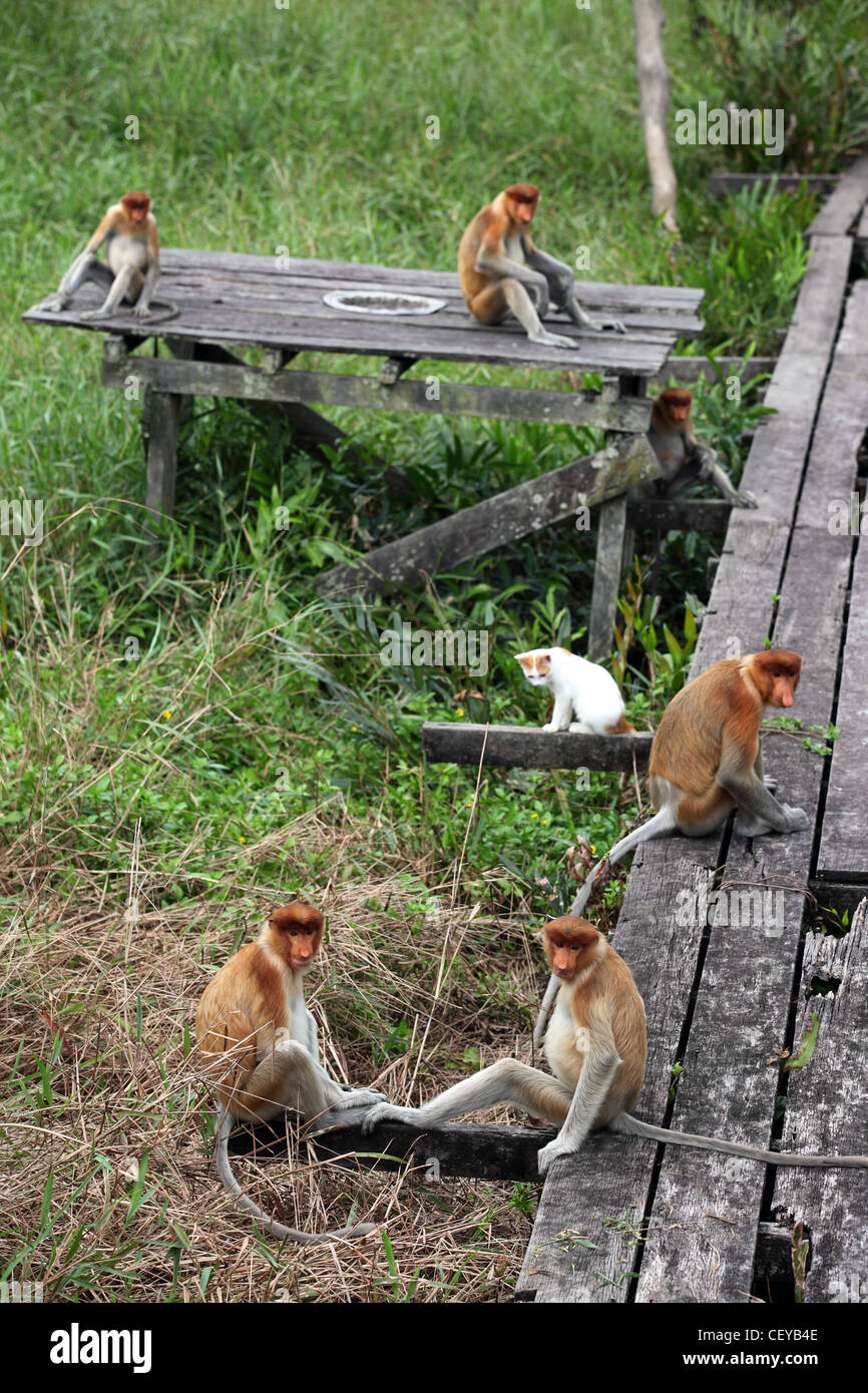 Proboscis monkeys and cat at Labuk Bay Proboscis Monkey Sanctuary ... Proboscis monkeys and cat at Labuk Bay Proboscis Monkey Sanctuary ...