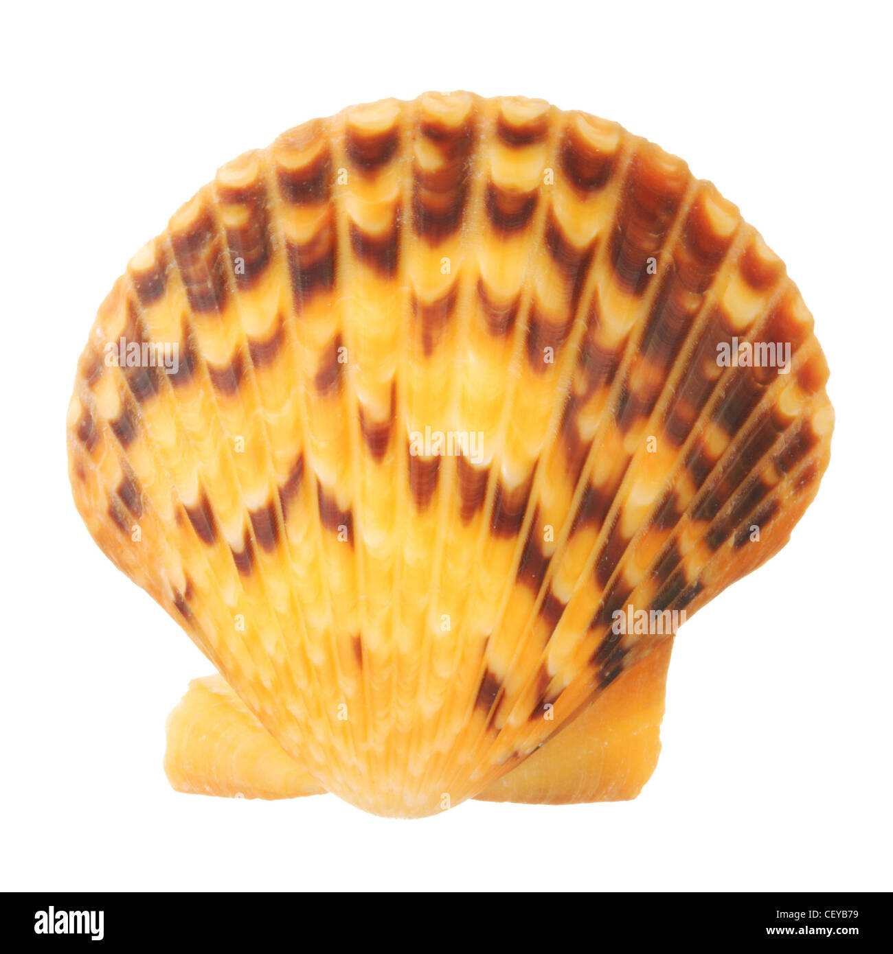 Scallop Shell Beach High Resolution Stock Photography and Images - Alamy