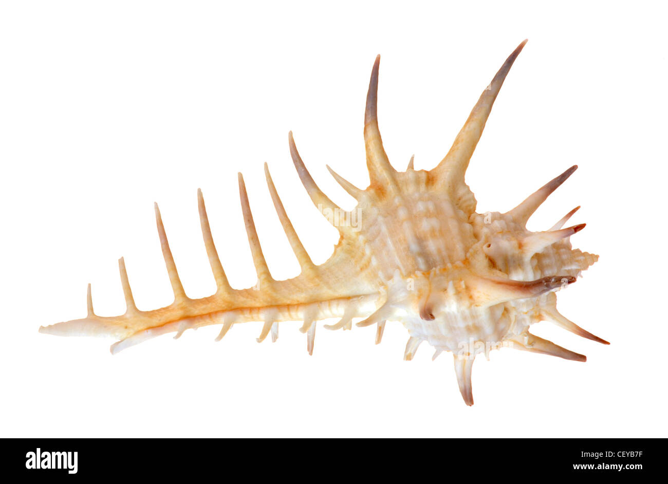 Seashell Shell Murex High Resolution Stock Photography and Images - Alamy