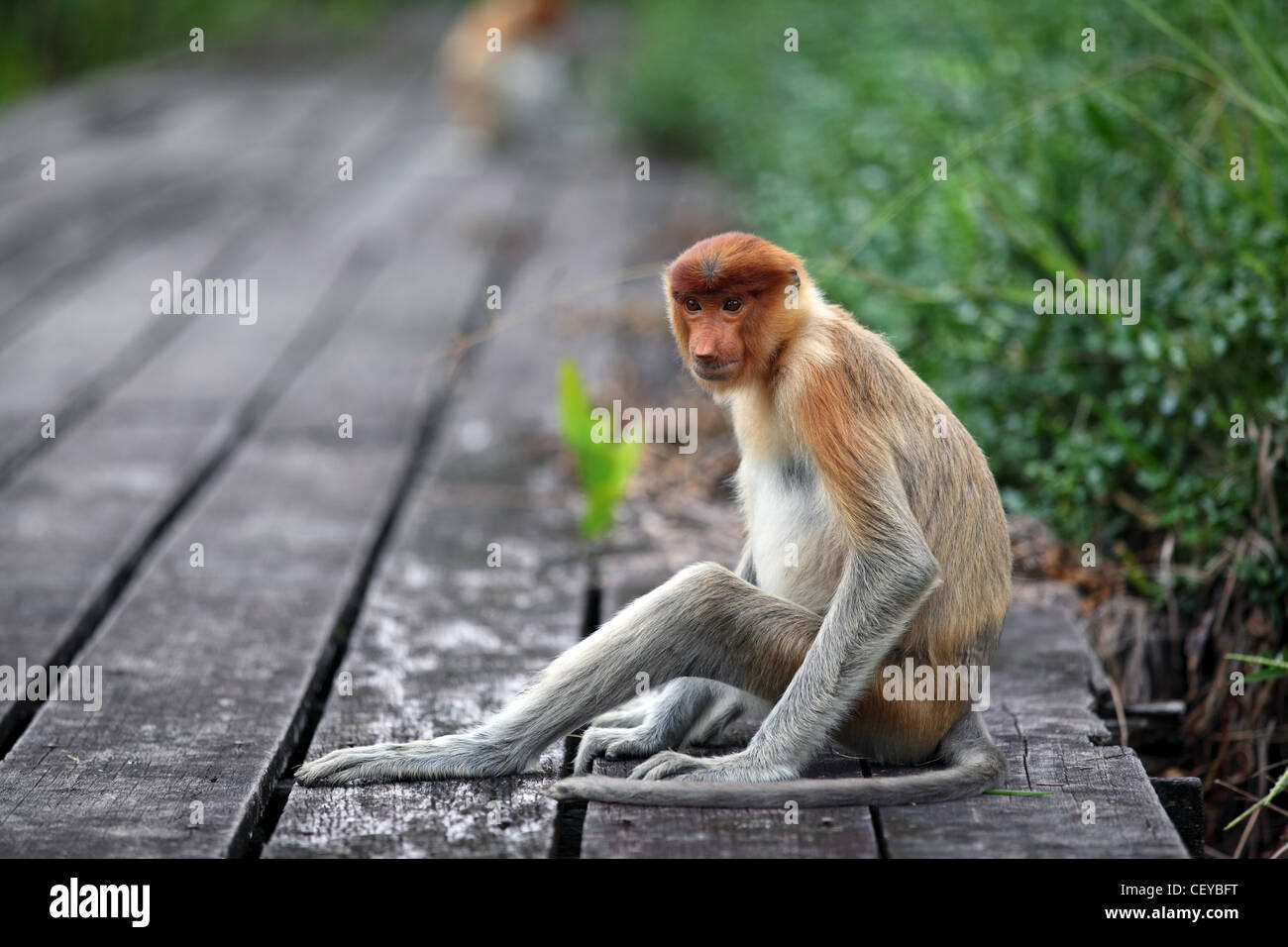 Proboscis monkey at Labuk Bay Proboscis Monkey Sanctuary. Sandakan ...
