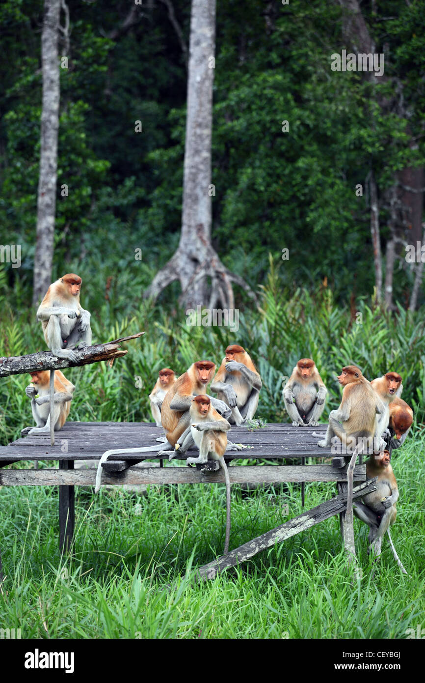 Proboscis monkeys at Labuk Bay Proboscis Monkey Sanctuary. Sandakan ... Proboscis monkeys at Labuk Bay Proboscis Monkey Sanctuary. Sandakan ...