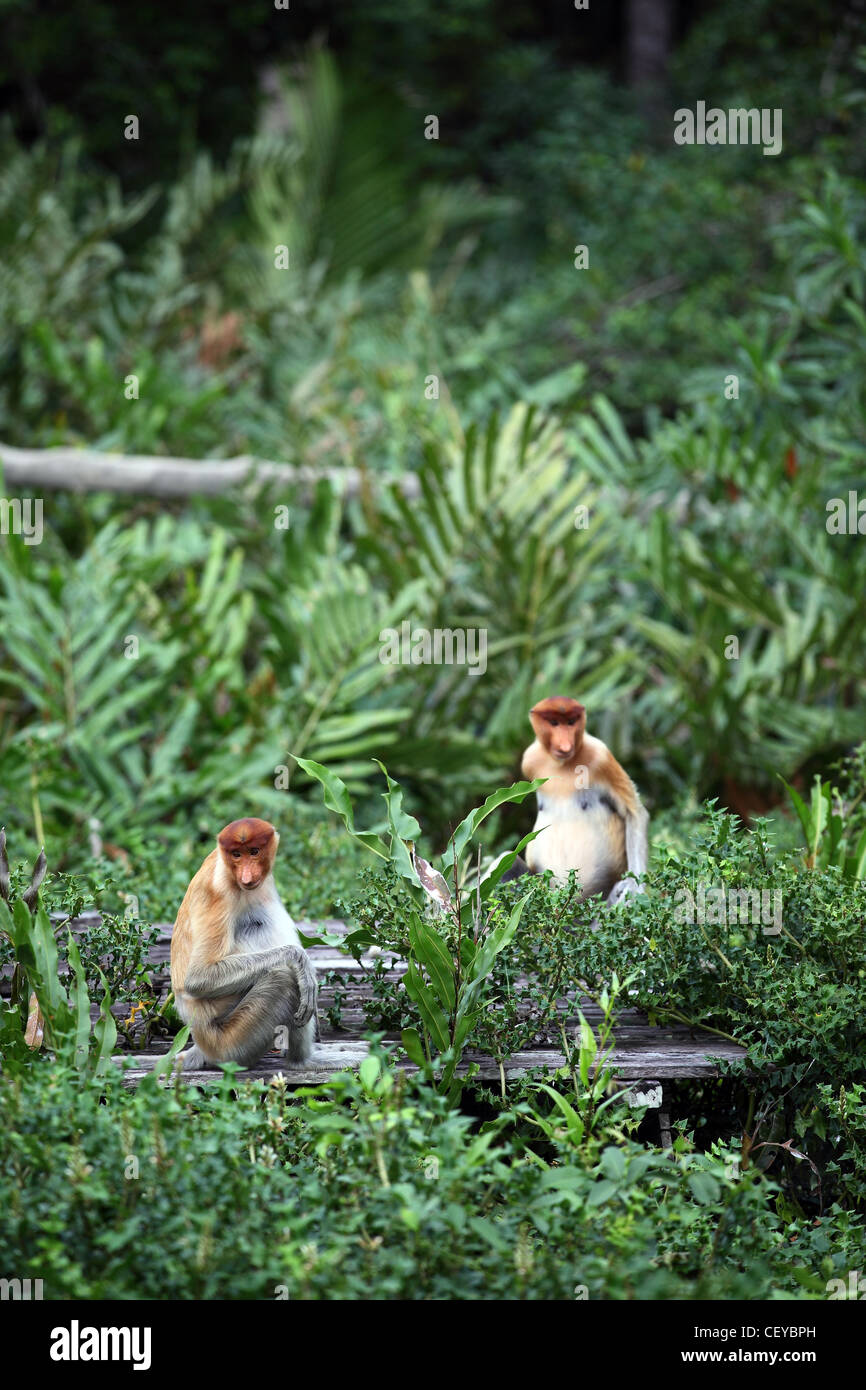 Proboscis monkeys at Labuk Bay Proboscis Monkey Sanctuary. Sandakan ...