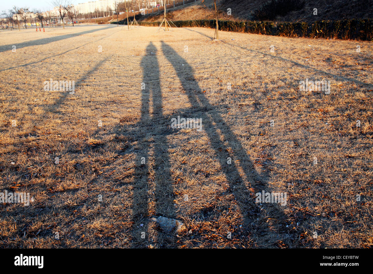 Long shadows of two people at sunset on brown grass in Seoul, South ...