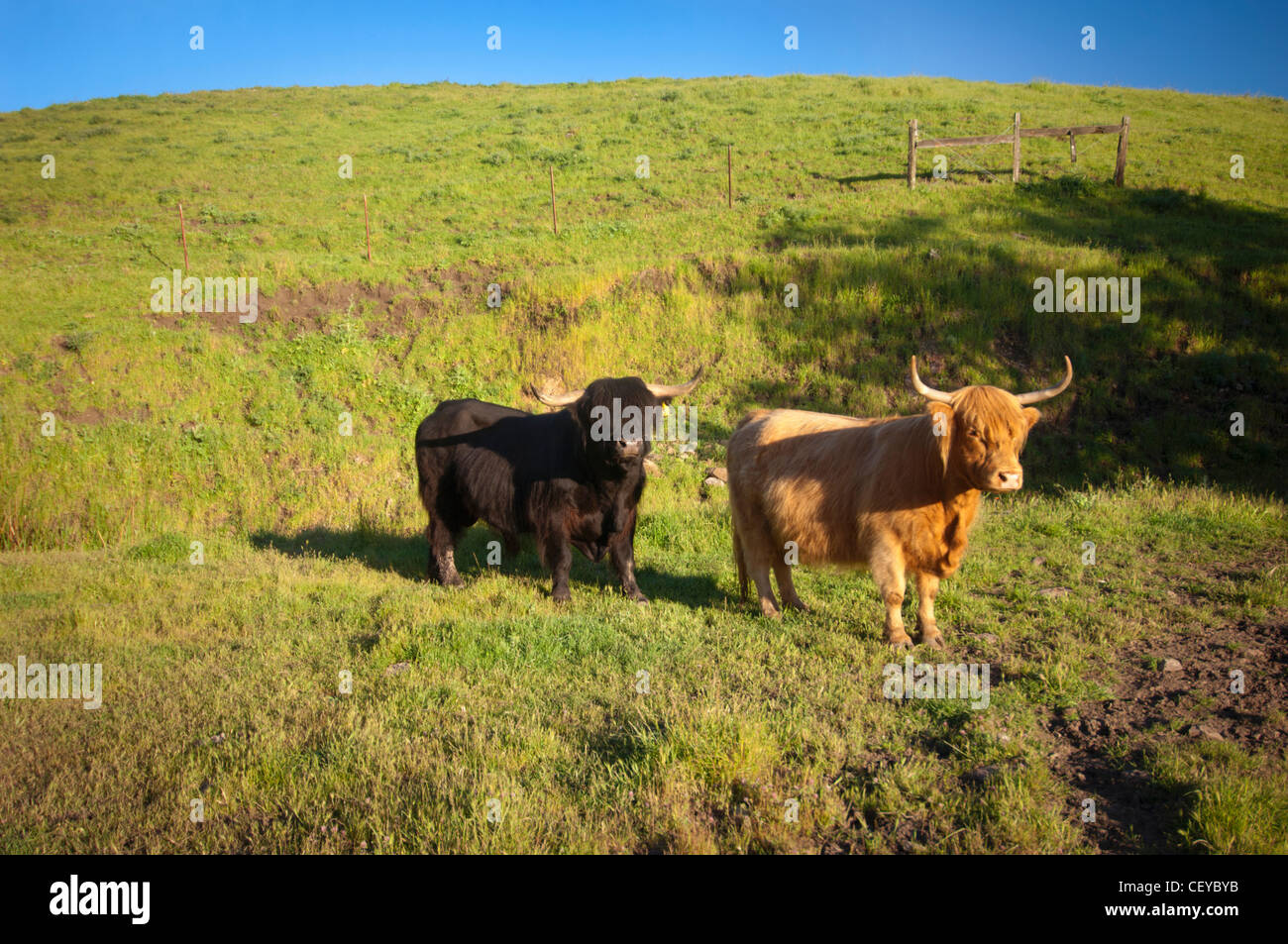 two heritage cows on green grass; petaluma california united states of ...