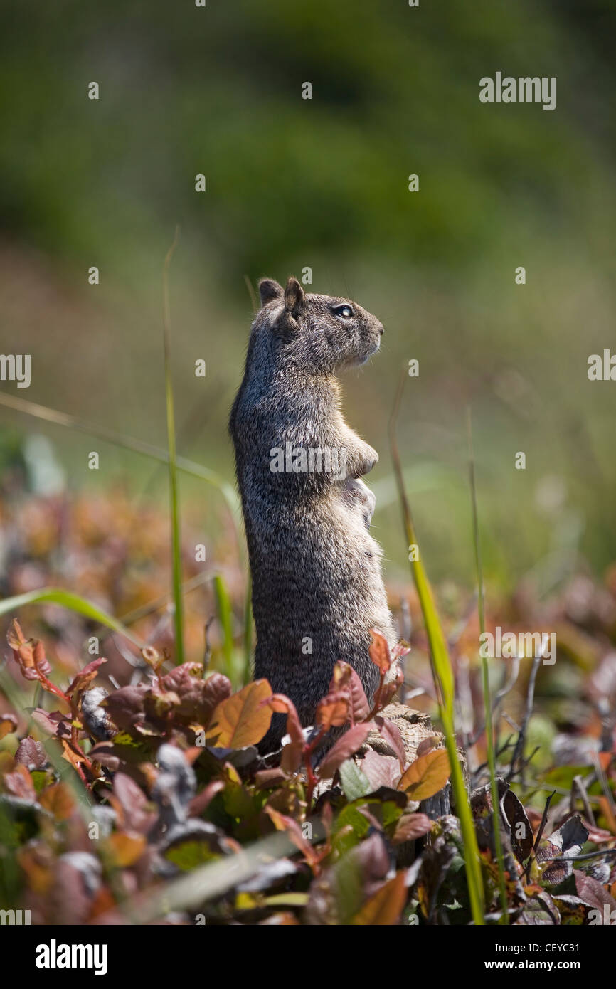 ground squirrel standing in a field; otter rock oregon united states of ...