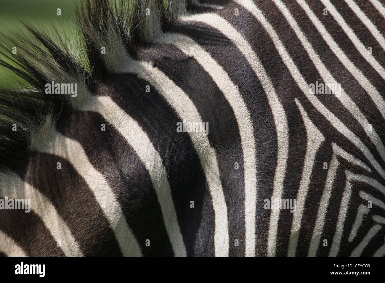 Coat zebra striped mane hi-res stock photography and images - Alamy