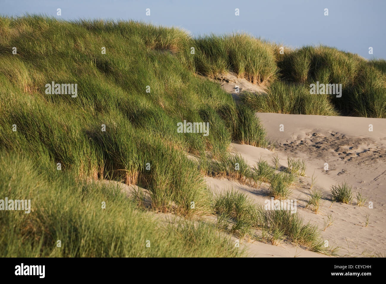 grassy hill on a sandy beach; newport oregon united states of america ...