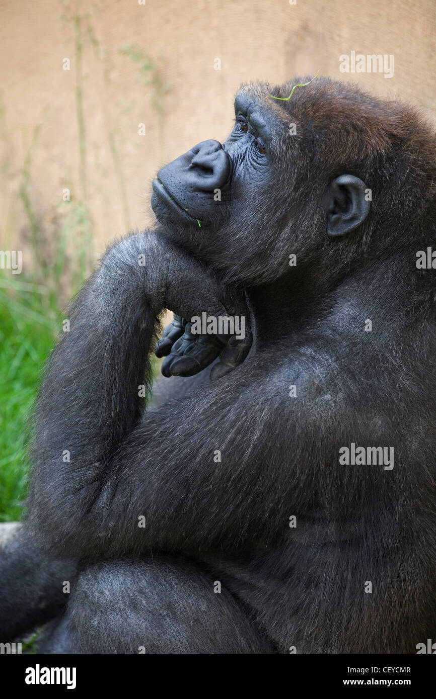 a gorilla sits in a thinking position with chin resting on the top of ...