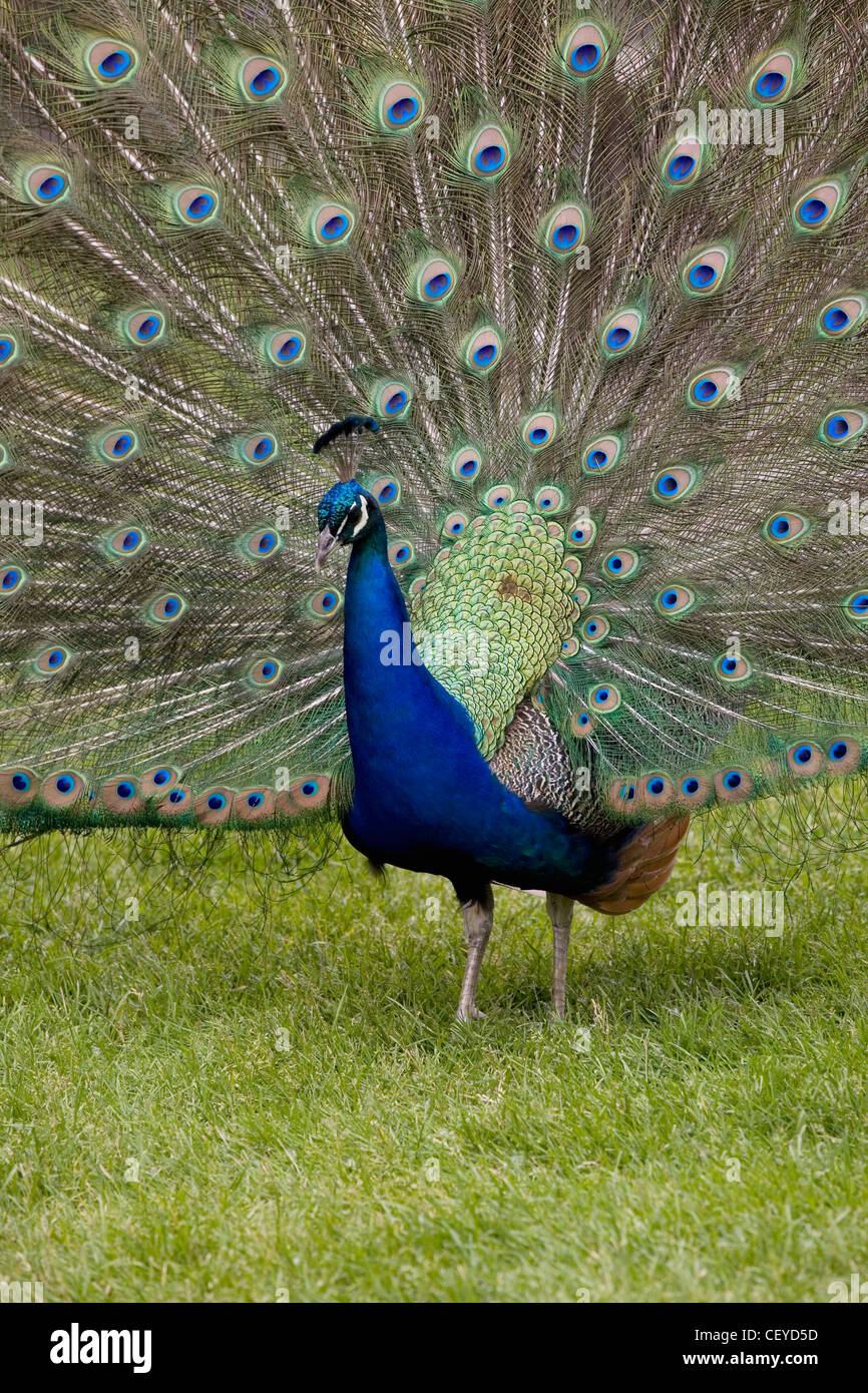 Peacock Full Body